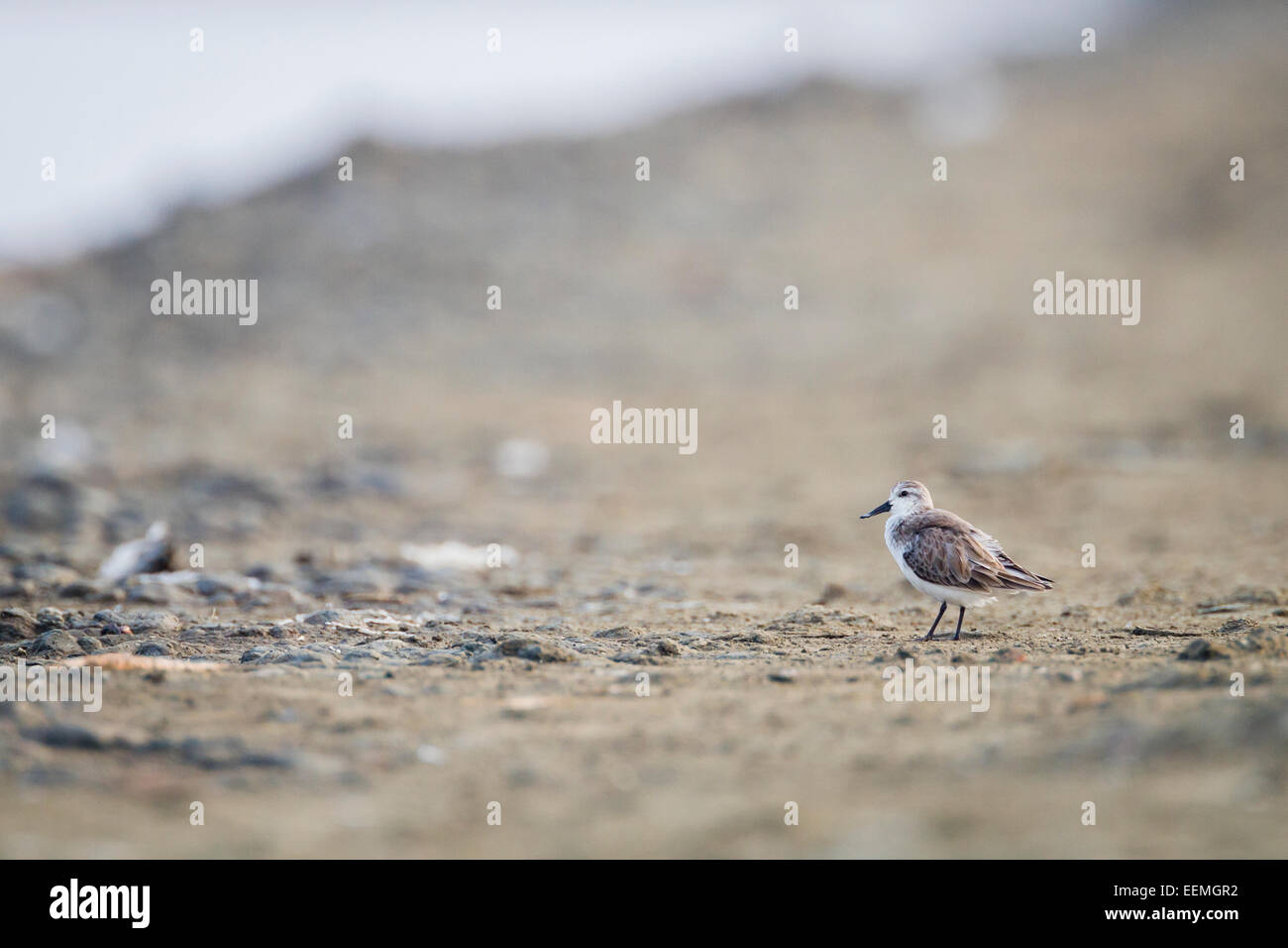 Eurynorhynchus pygmeus hi-res stock photography and images - Alamy