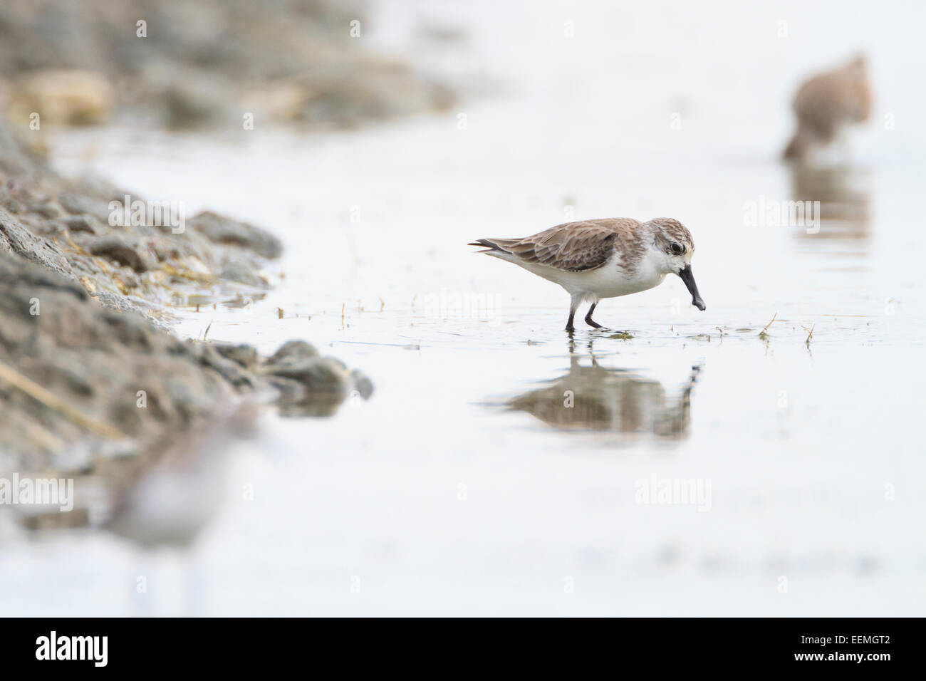 Eurynorhynchus pygmeus hi-res stock photography and images - Alamy