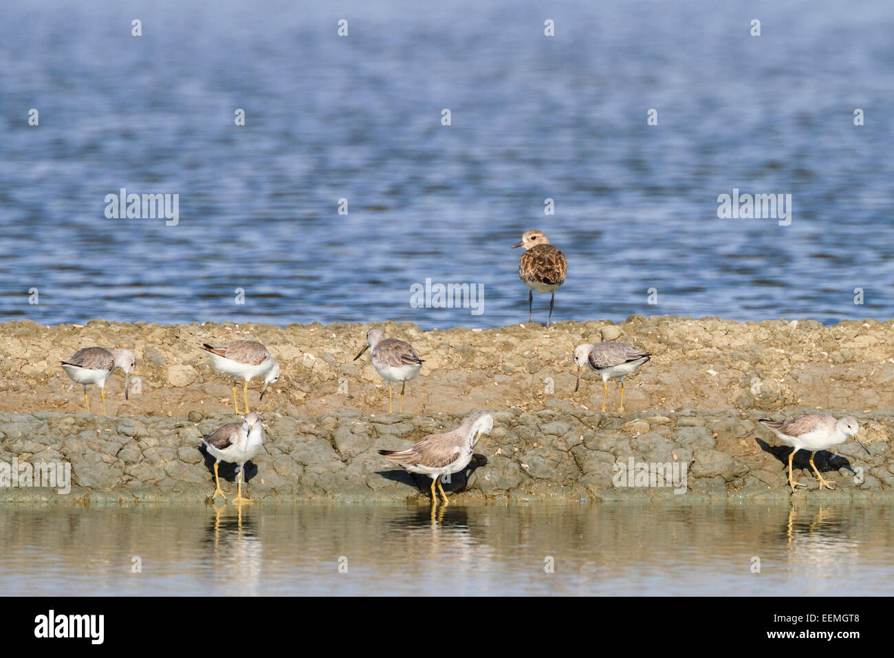 A group of Nordmann's Greenshank (Tringa guttifer) roosting with a Grey ...