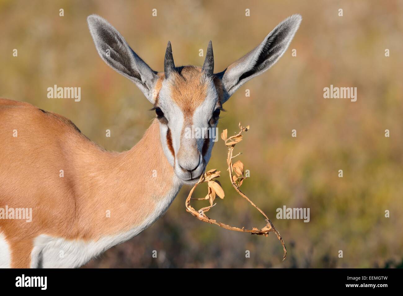 Springbok antelope eating hi-res stock photography and images - Alamy
