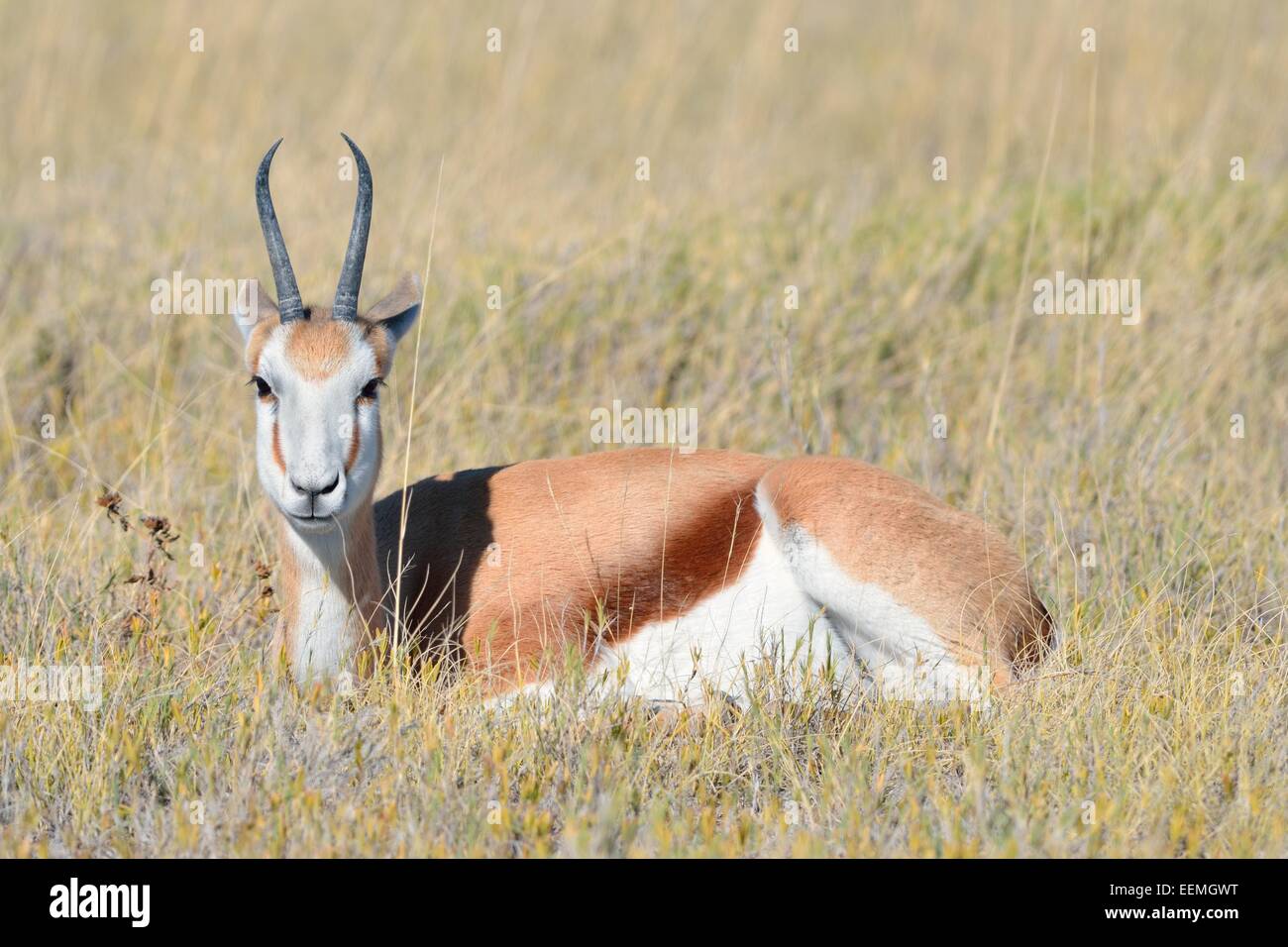 Springbok lying down hi-res stock photography and images - Alamy