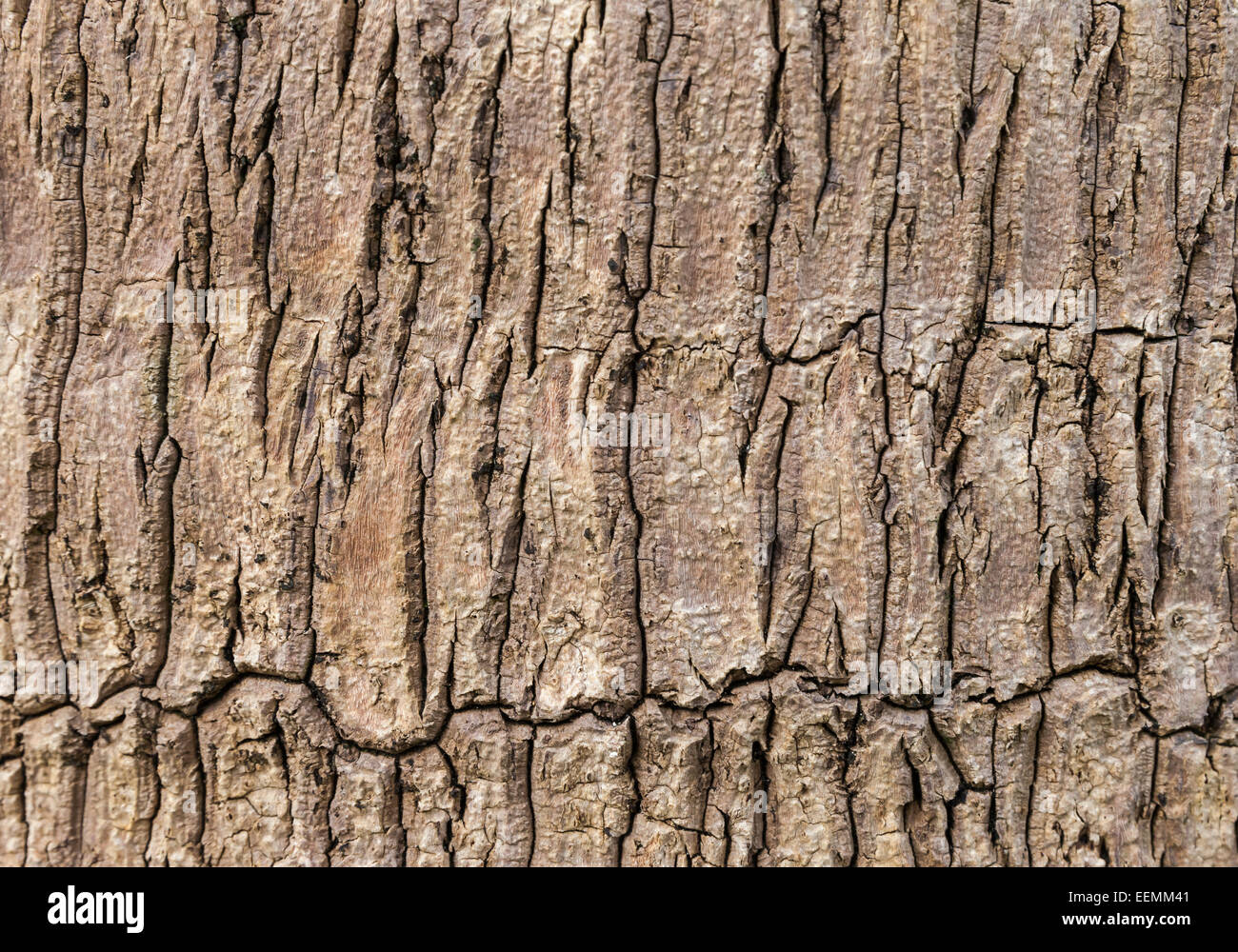Palm trunk texture hi-res stock photography and images - Alamy