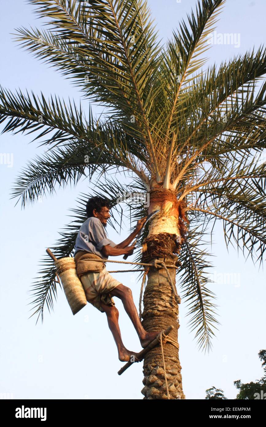 A tree climber, known locally as a gachee, collects juice from a date ...