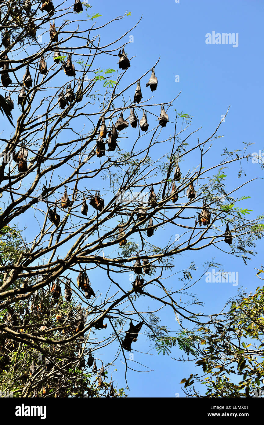 Flying foxes roosting hi-res stock photography and images - Alamy
