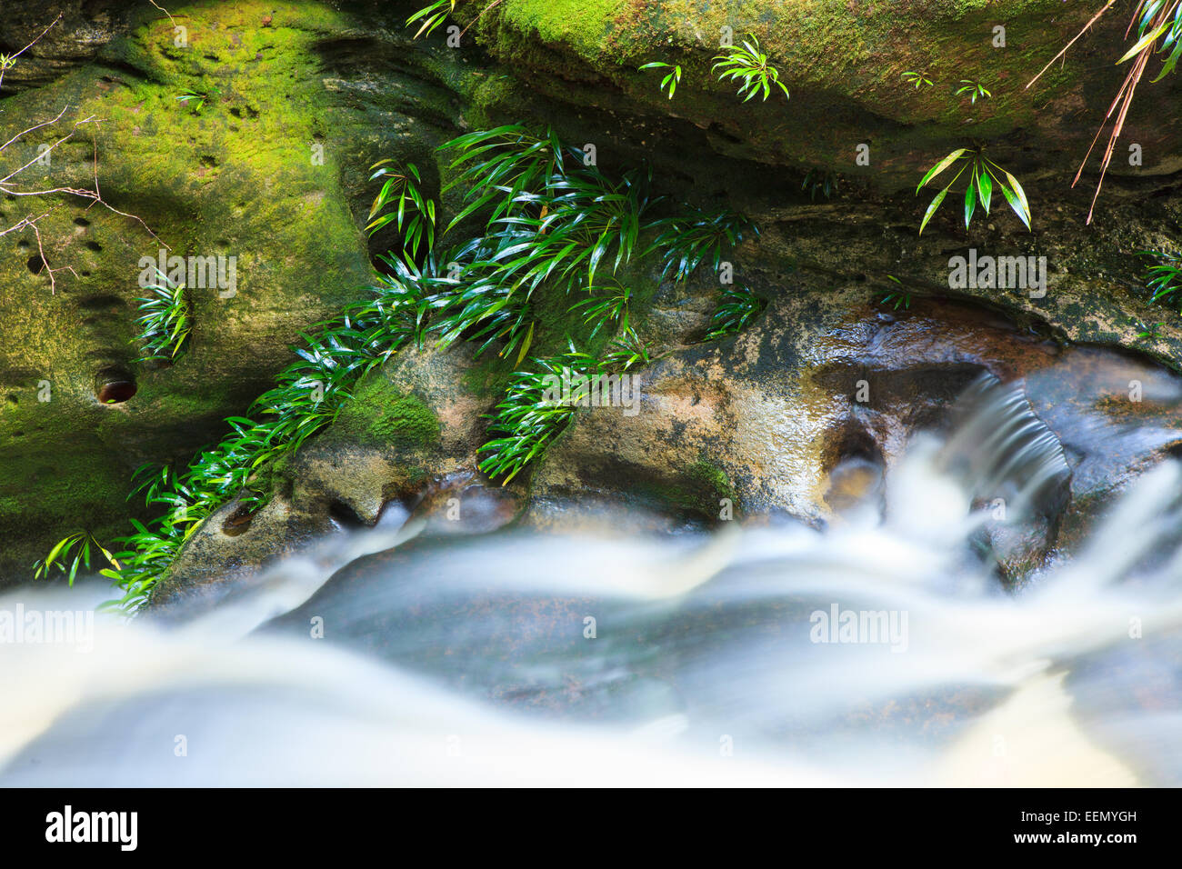 Small waterfall in jungle Stock Photo - Alamy