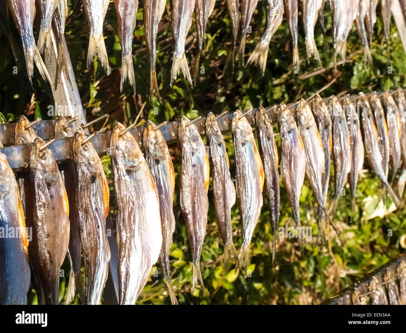 Lake Como, Italy. Typical fish named misultin dried in the sun Stock ...