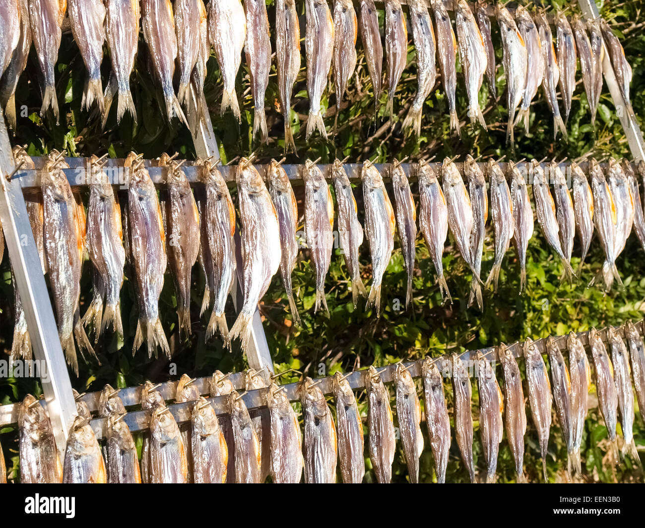 Lake Como, Italy. Typical fish named misultin dried in the sun Stock ...
