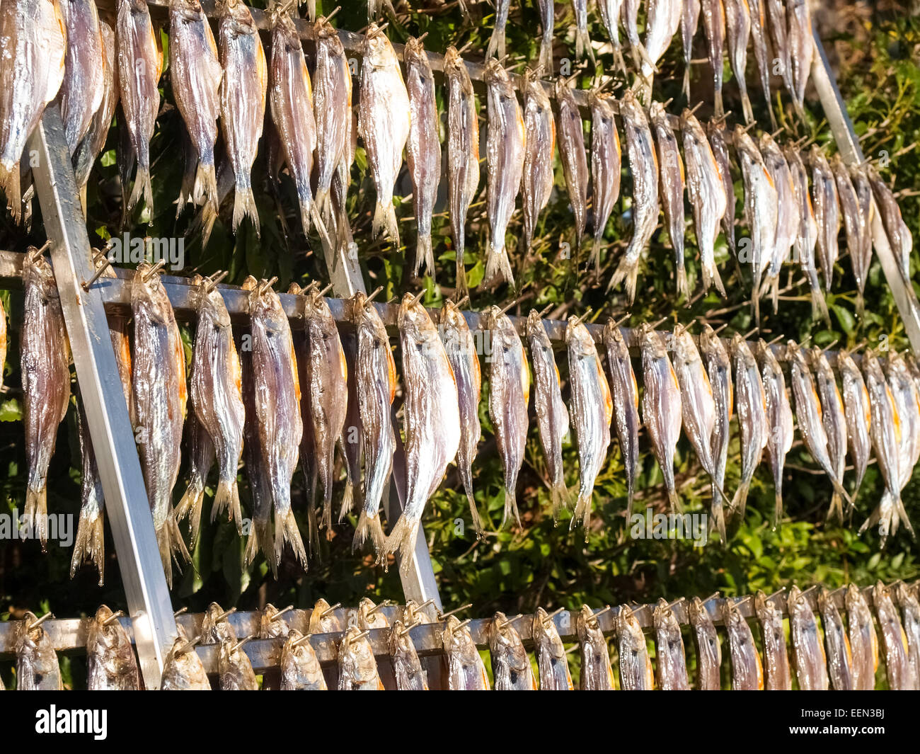 Lake Como, Italy. Typical fish named misultin dried in the sun Stock ...