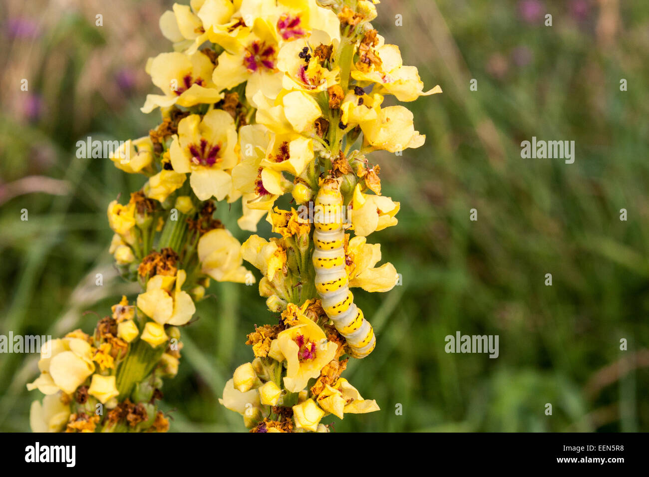Striped lychnis moth uk hi-res stock photography and images - Alamy