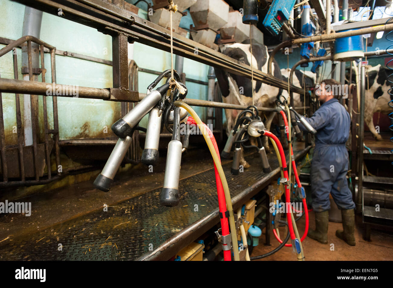 Worker in milking parlour hi-res stock photography and images - Alamy