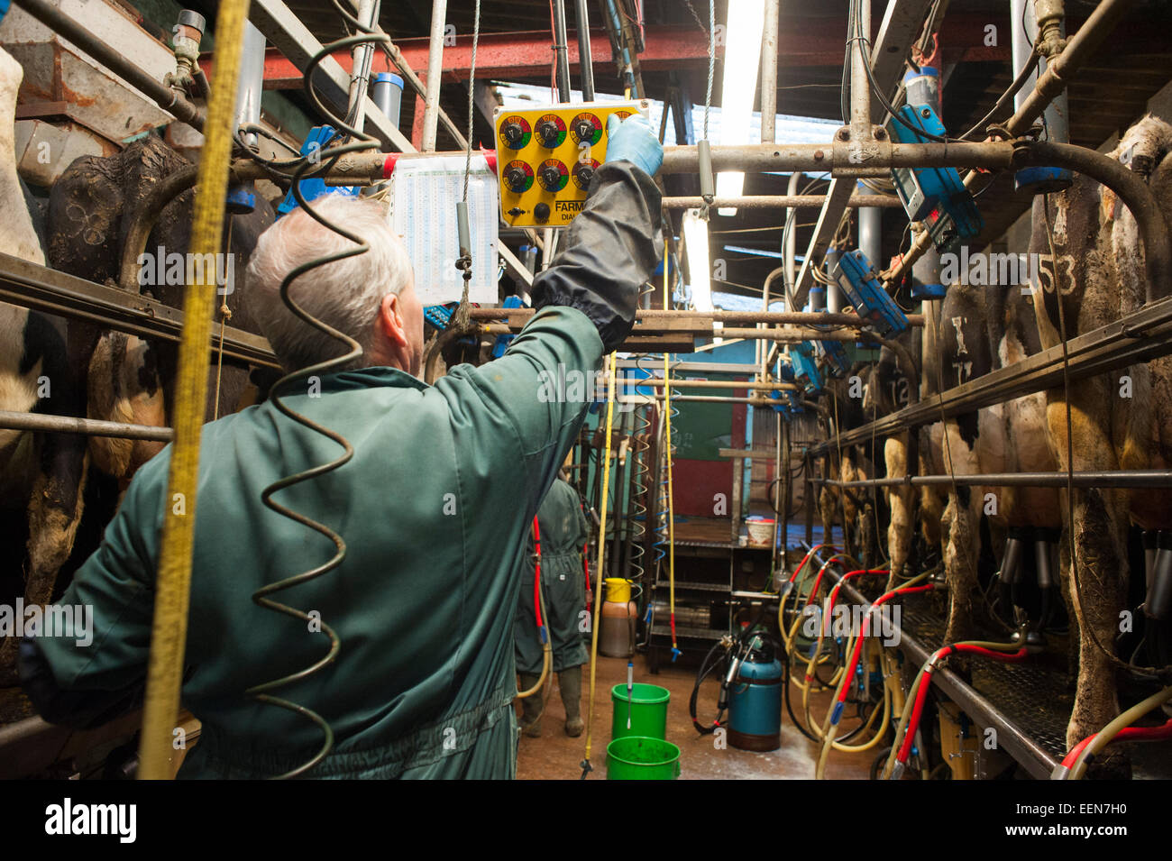 Milk Milking Cow Cows Farm Farming People Stock Photos & Milk Milking ...