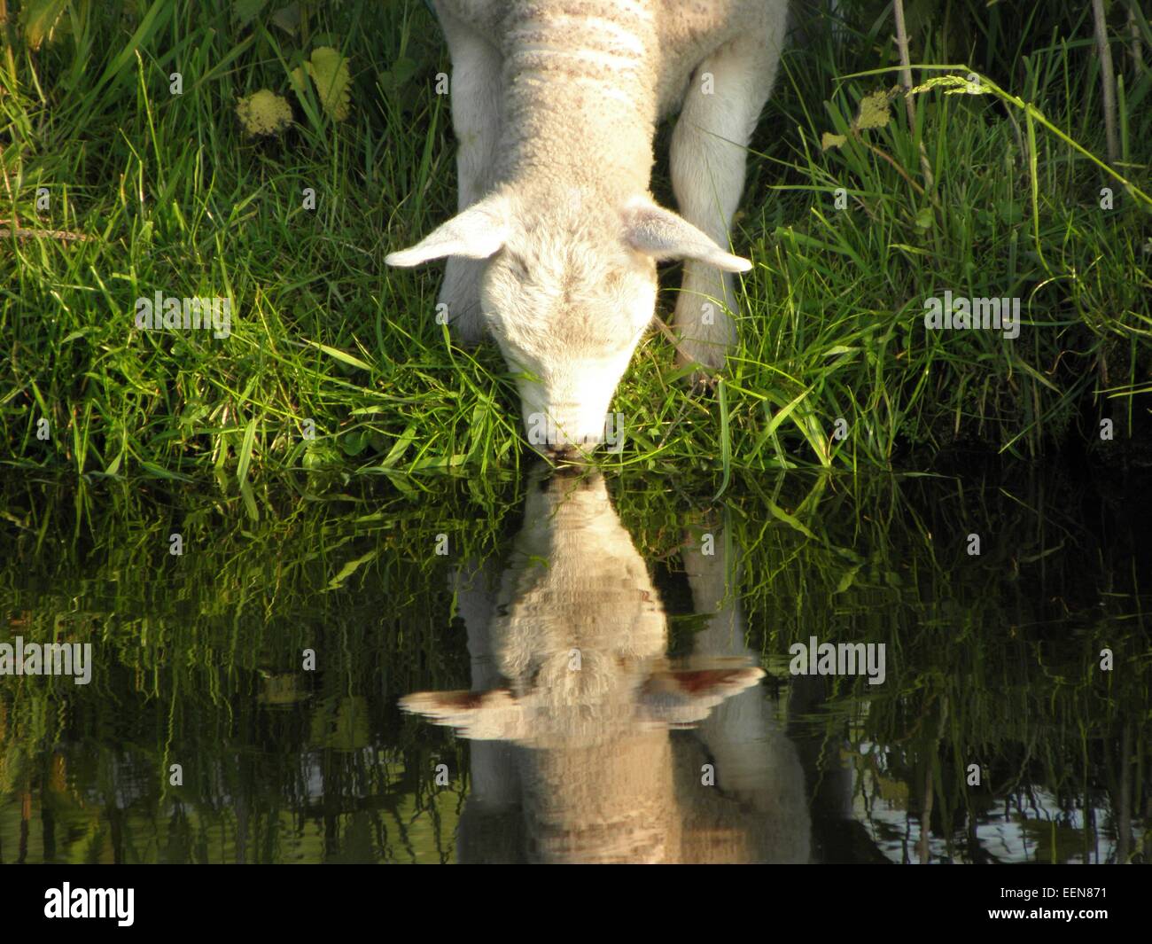 Drinking Water Sheep High Resolution Stock Photography and Images - Alamy