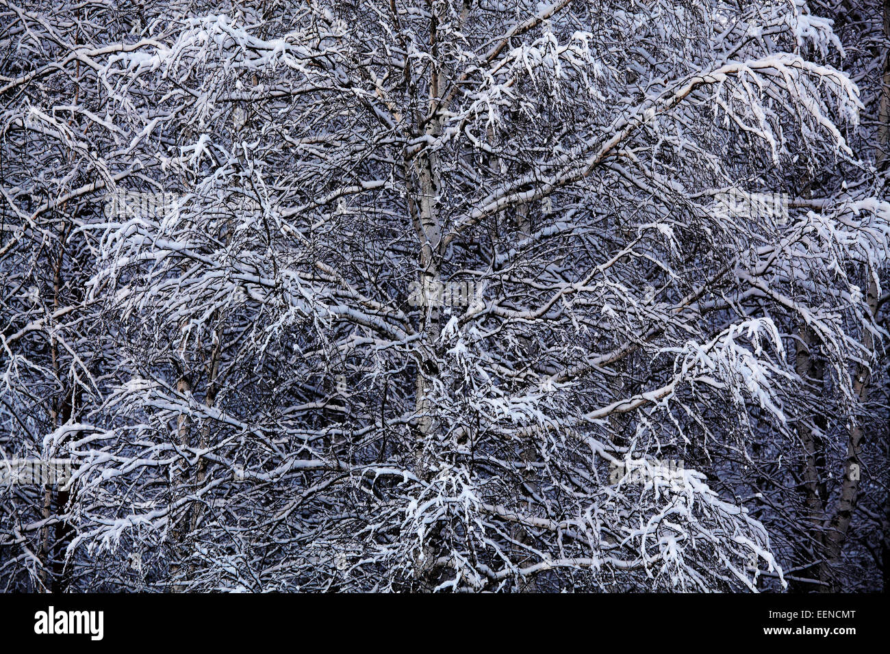 Snowy trees hi-res stock photography and images - Alamy