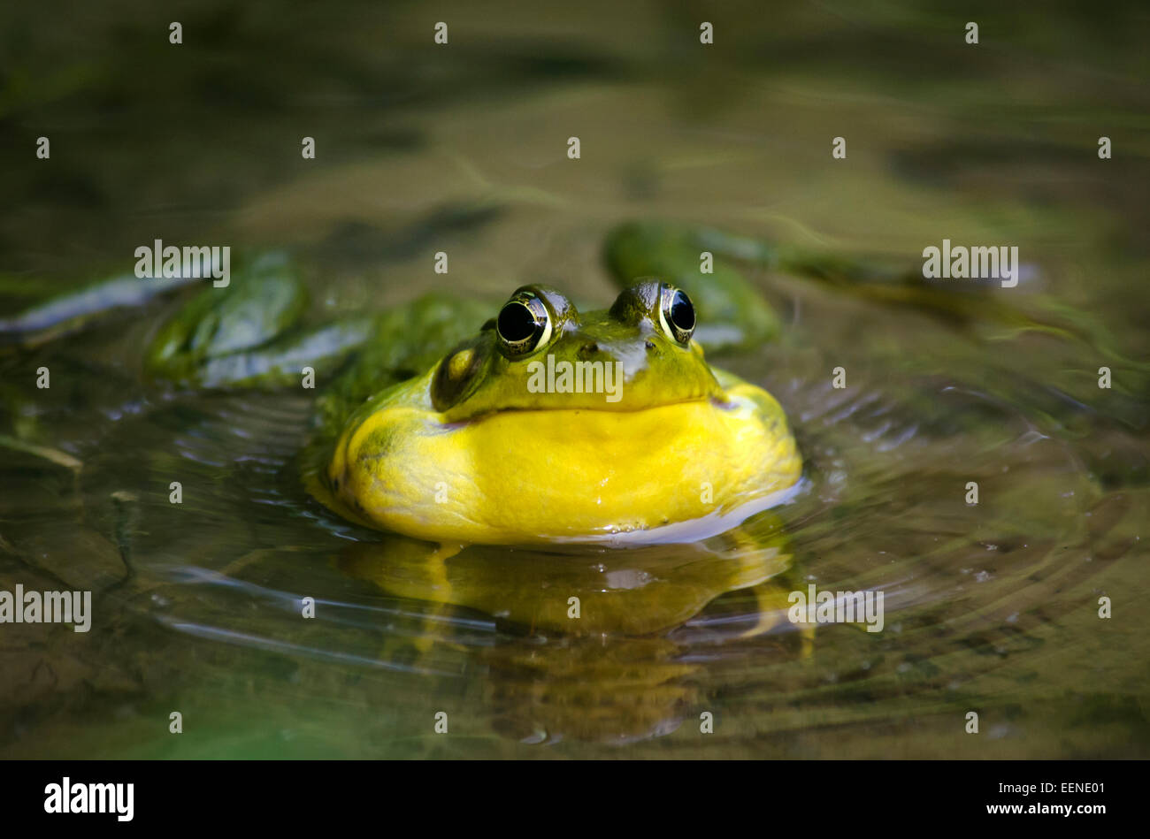 Pond wildlife frog hi-res stock photography and images - Alamy