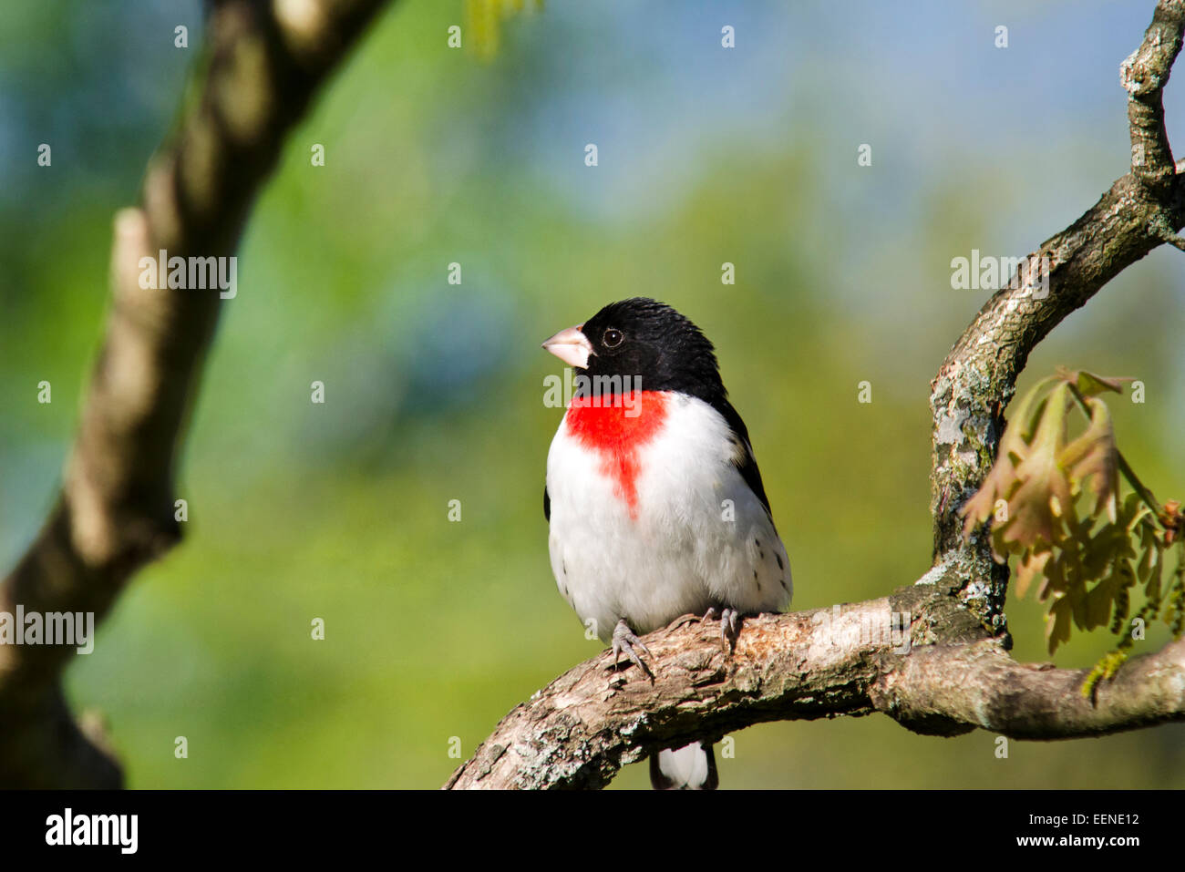 Rose Breasted Grosbeak Stock Photos & Rose Breasted Grosbeak Stock ...
