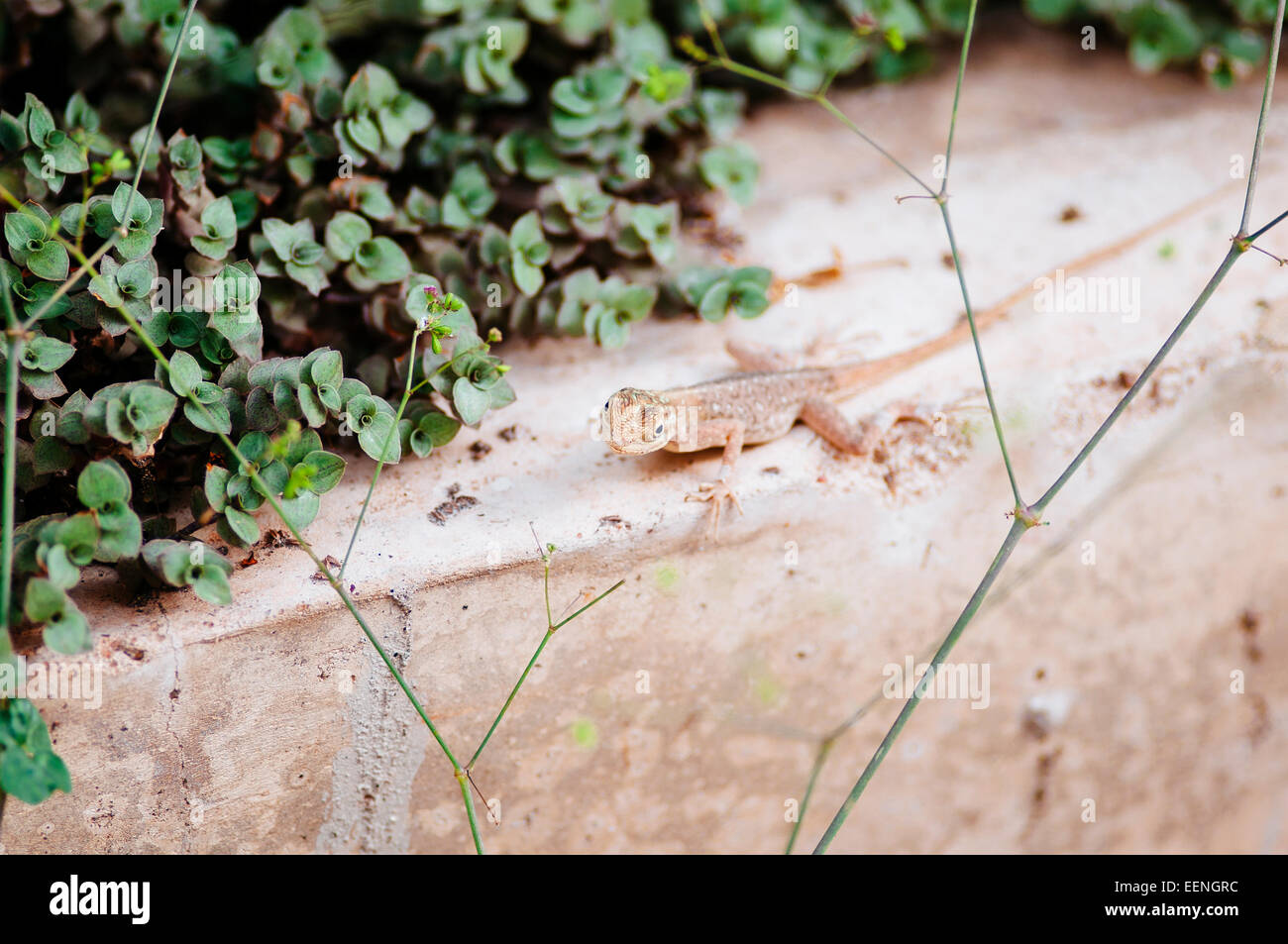 Garden gecko hi-res stock photography and images - Alamy