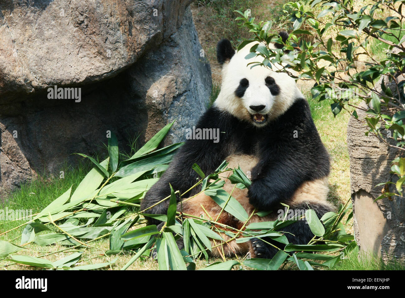 Panda eating bamboo Stock Photo - Alamy