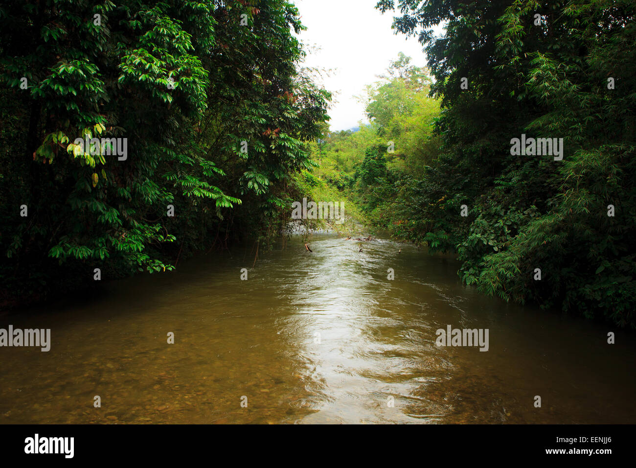 Jungle river in borneo Stock Photo - Alamy