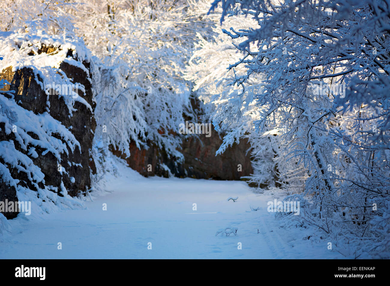 Snow clad trees hi-res stock photography and images - Alamy