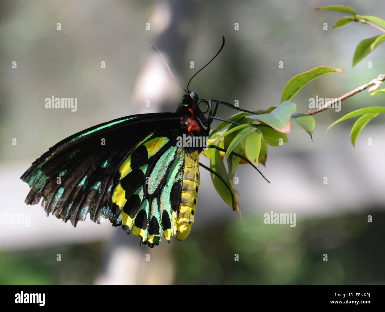 Colorful butterfly feeding closeup view Stock Photo - Alamy