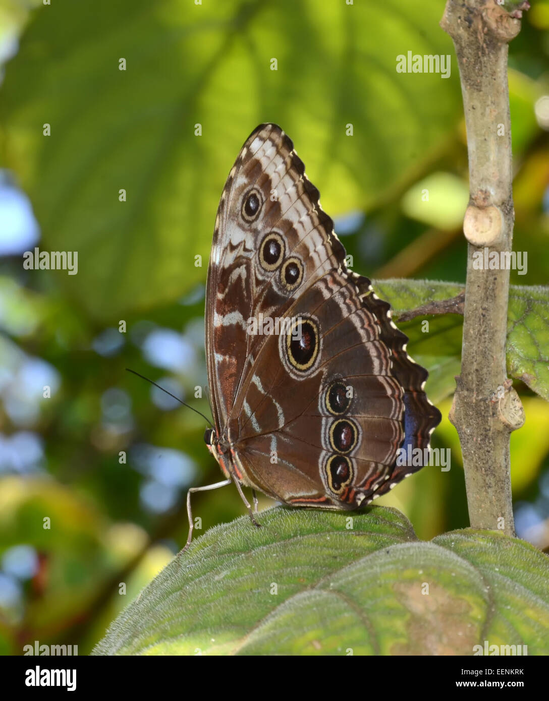 Exotic butterfly hi-res stock photography and images - Alamy