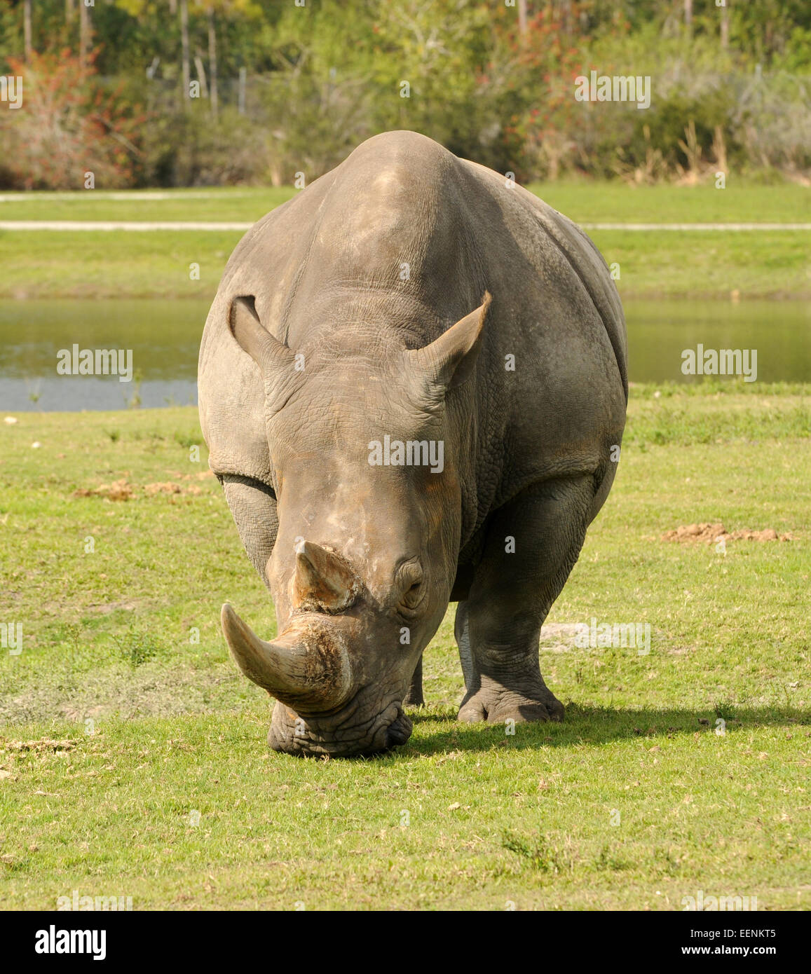 African rhinoceros hi-res stock photography and images - Alamy