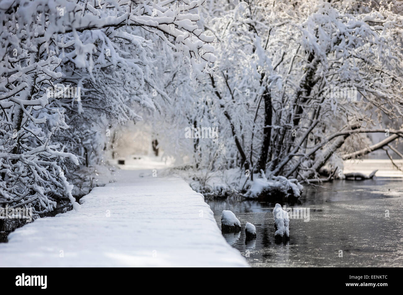 Snow clad trees hi-res stock photography and images - Alamy