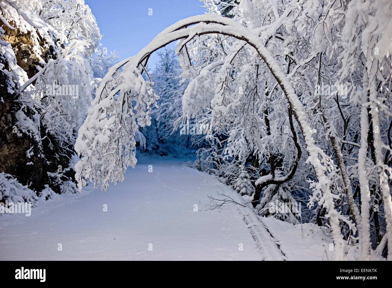 Bent over trees hi-res stock photography and images - Alamy