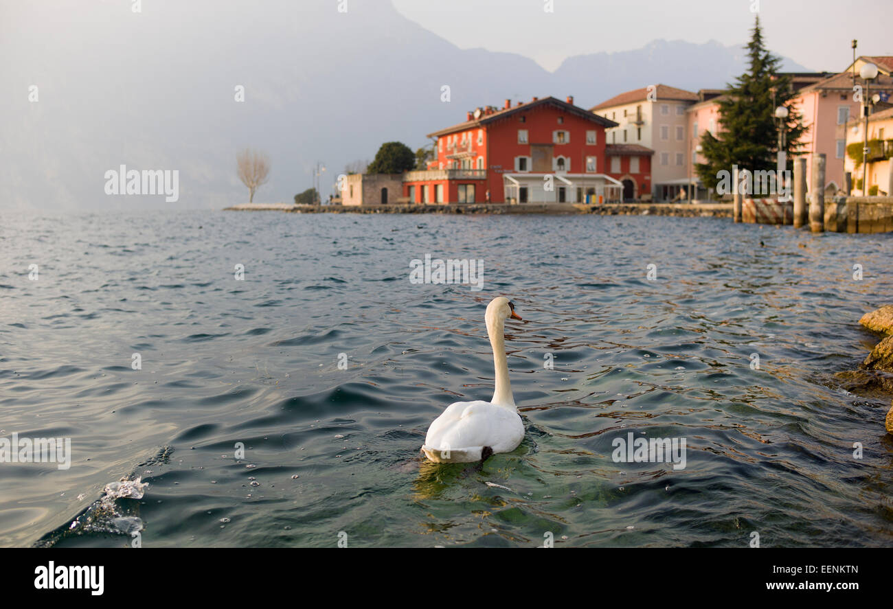 A swan seeing the world in the lake Garda, northern Italy. With small ...