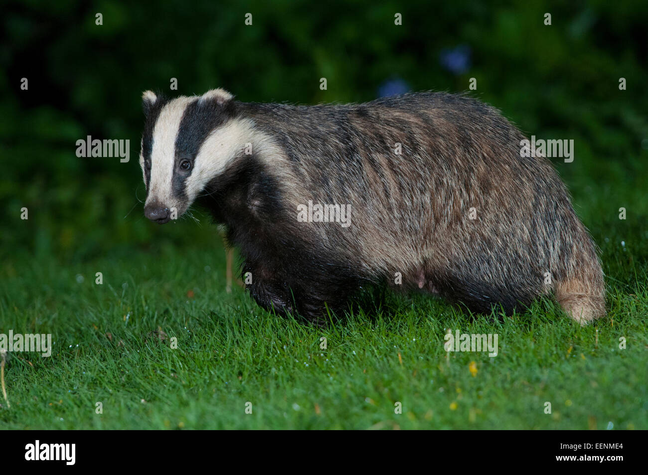 A female badger at night in suburban garden, Hastings, East Sussex, UK ...