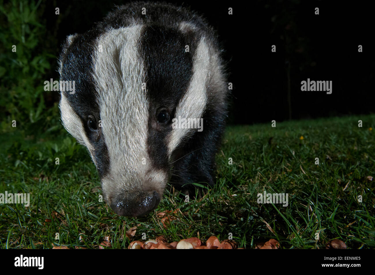Badger night hi-res stock photography and images - Alamy