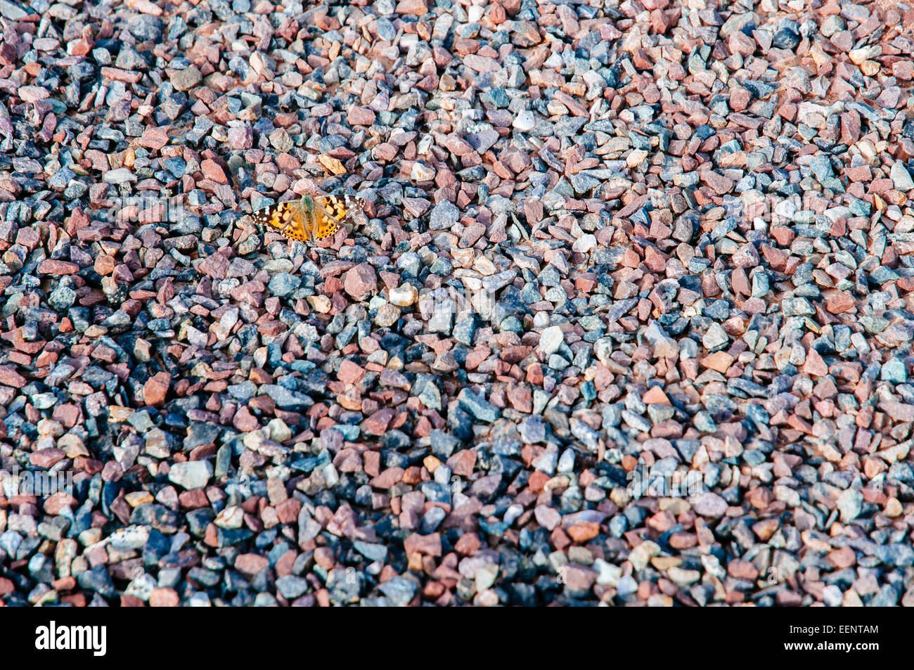 Dead butterfly hi-res stock photography and images - Alamy