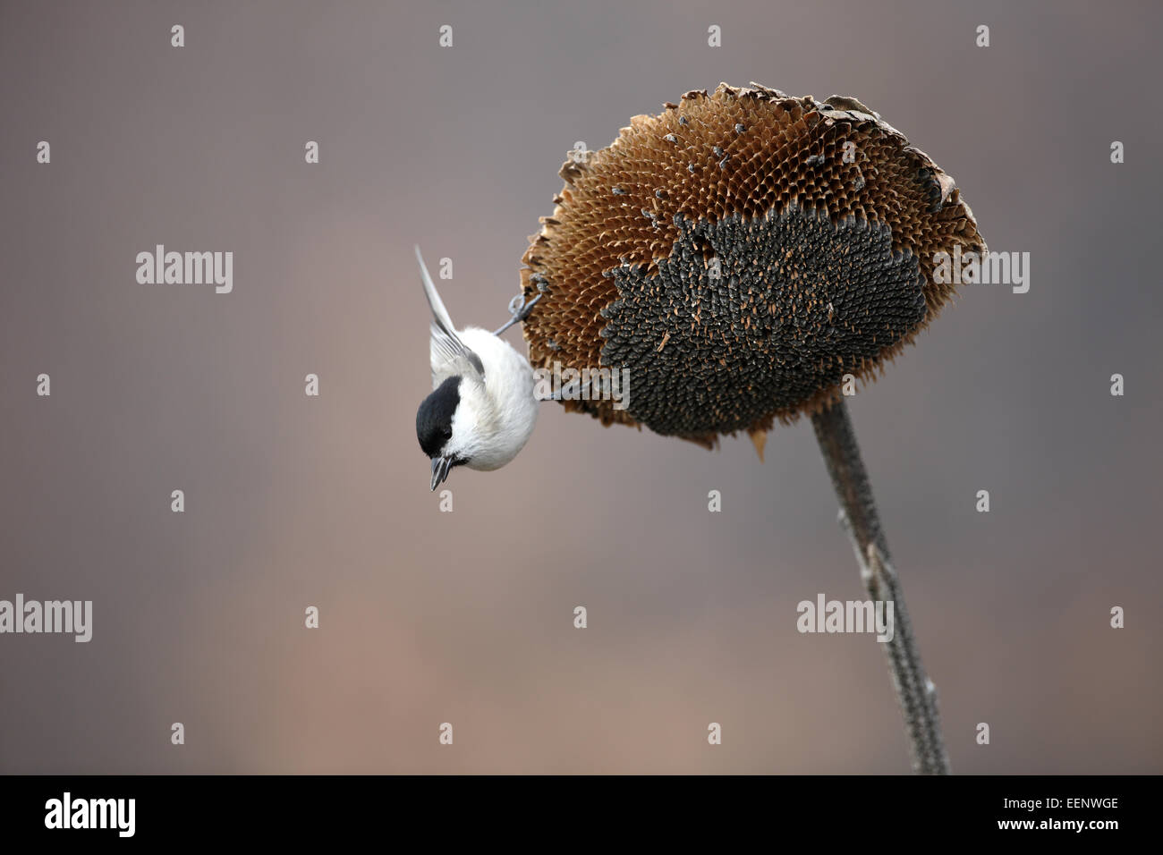 Marsh Tit, Poecile, palustris, Sunflower Stock Photo - Alamy