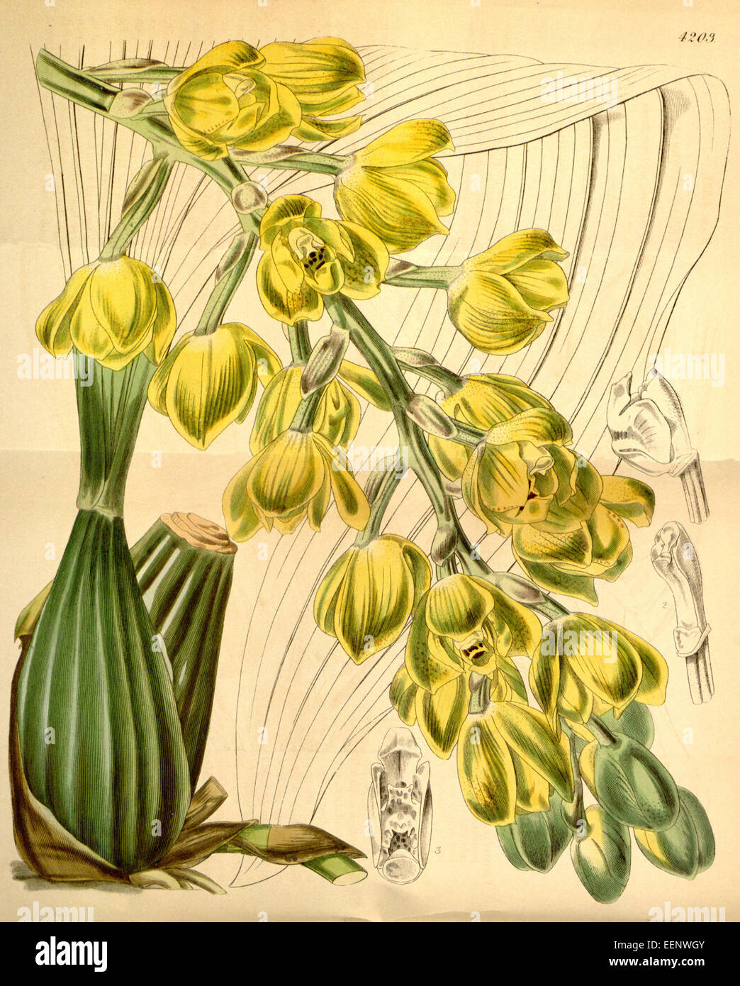 Acineta barkeri, depicted in Curtis' Botanical Magazine in 1846, is an ...