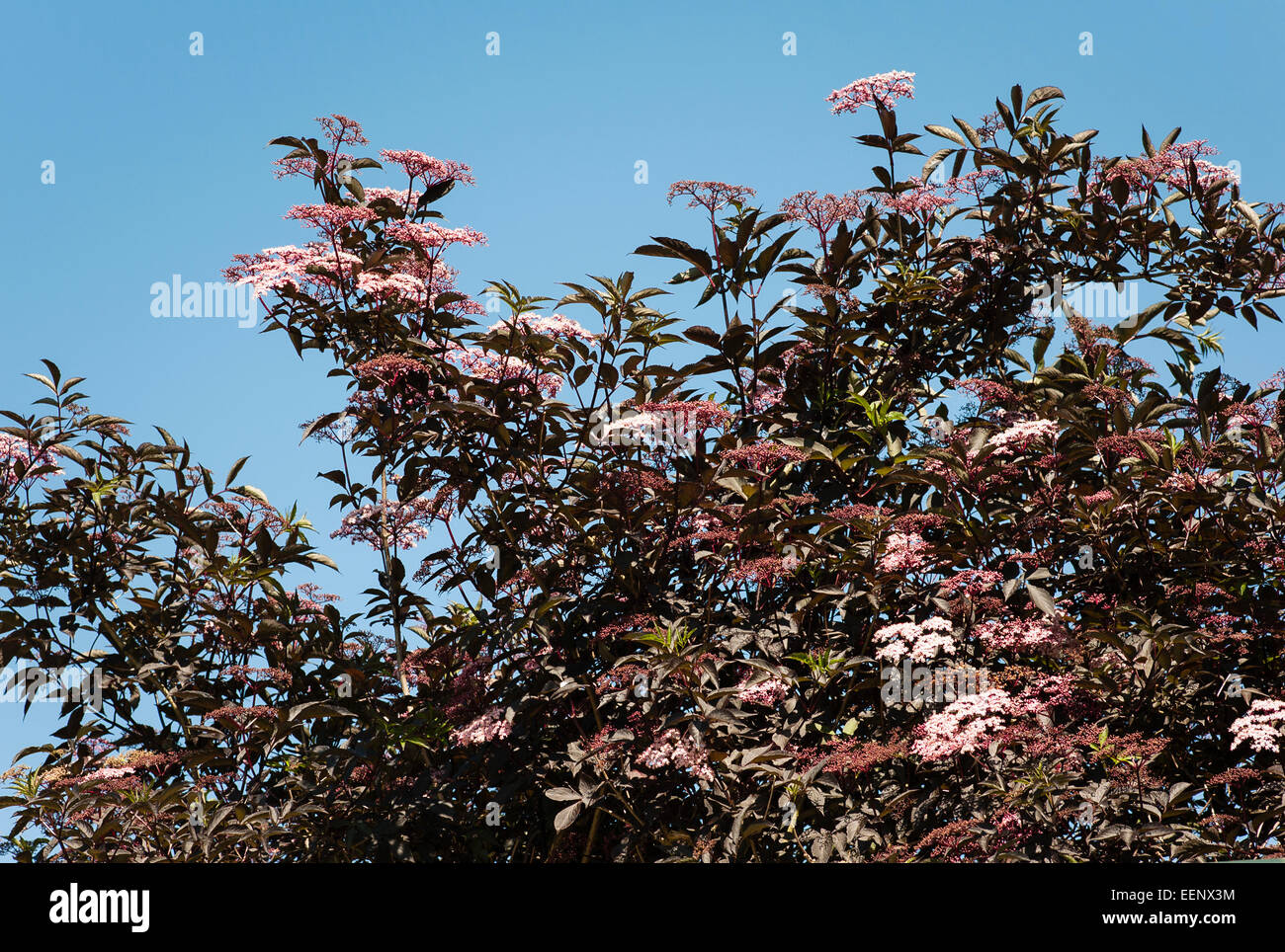 Sambucus flowers hi-res stock photography and images - Alamy
