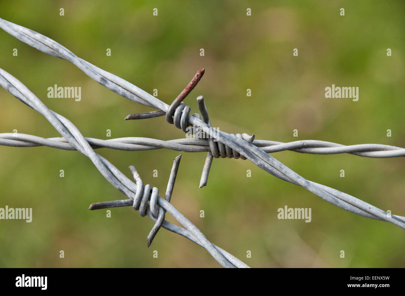 Barbed wire spikes Stock Photo - Alamy