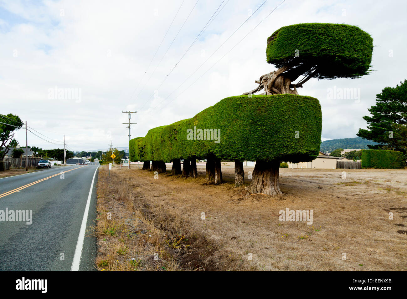 Topiary Highway 1 Manchester California USA Stock Photo - Alamy