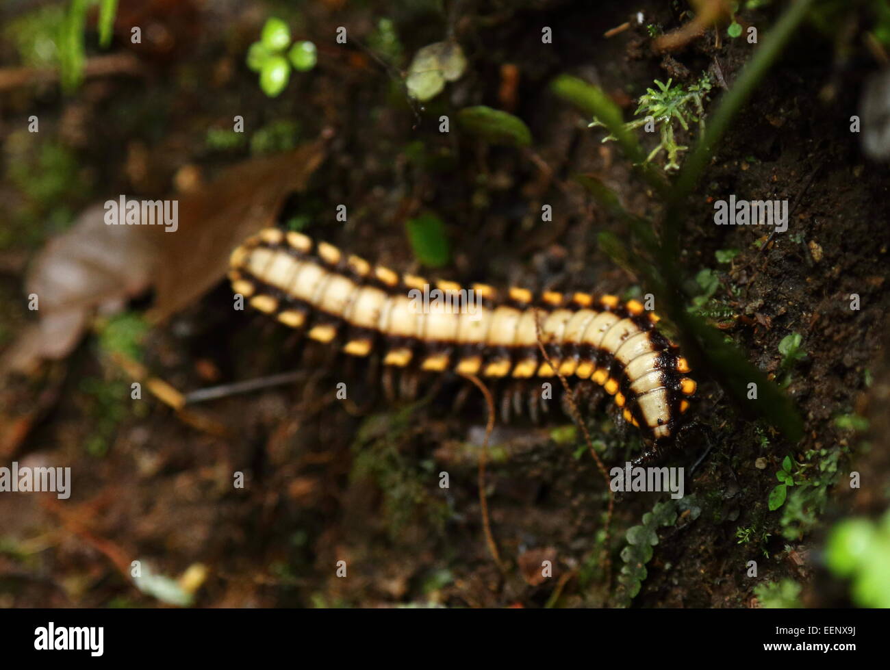 Yellow millipede in Monteverde Biological Reserve, Costa Rica Stock ...