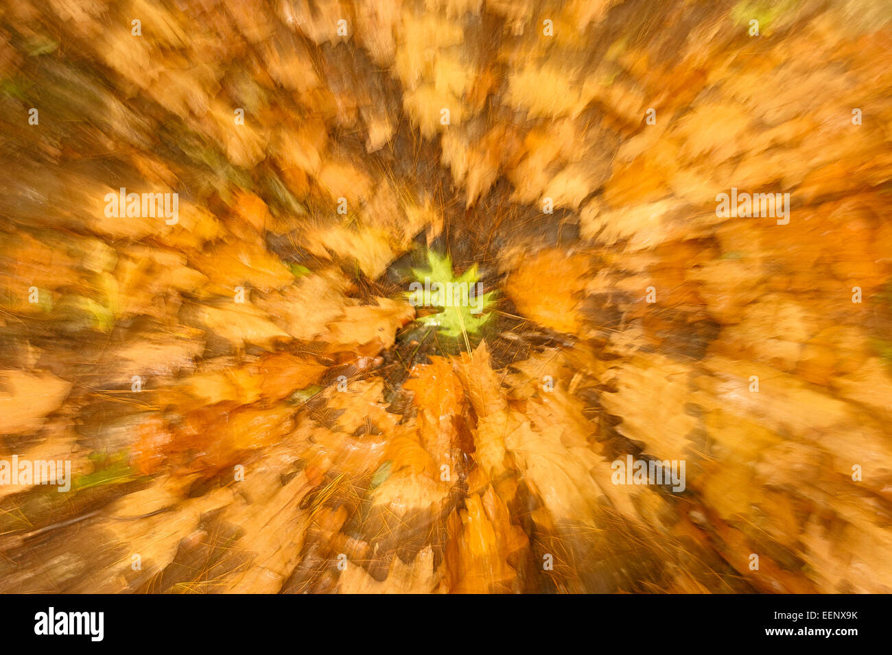 Leaf of Northern red oak (Quercus rubra) Beasain. Guipuzcoa. Basque ...