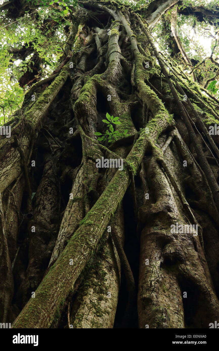 Jungle creepers trees hi-res stock photography and images - Alamy