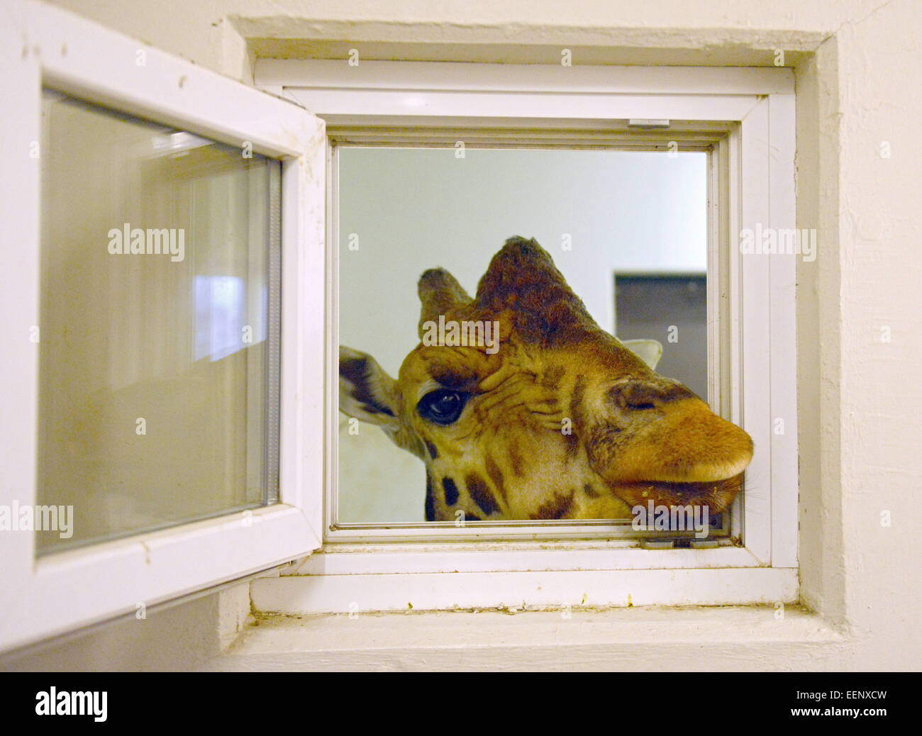 Giraffe through window hi-res stock photography and images - Alamy