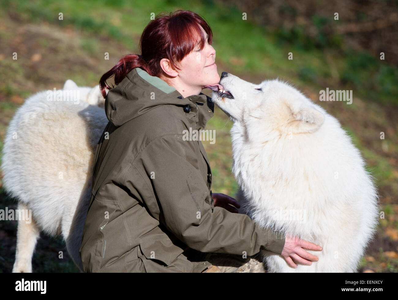 An arctic wolf greets Tatjana Schneider with a lick in the chin at the ...