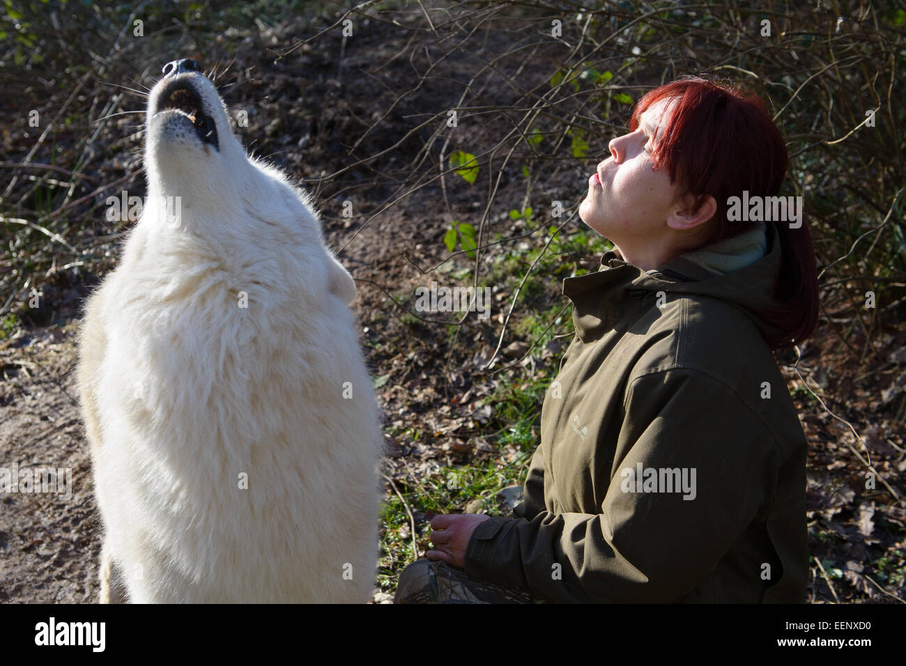 Tatjana Schneider howls with an arctic wolf at the Werner Freund Wolf ...