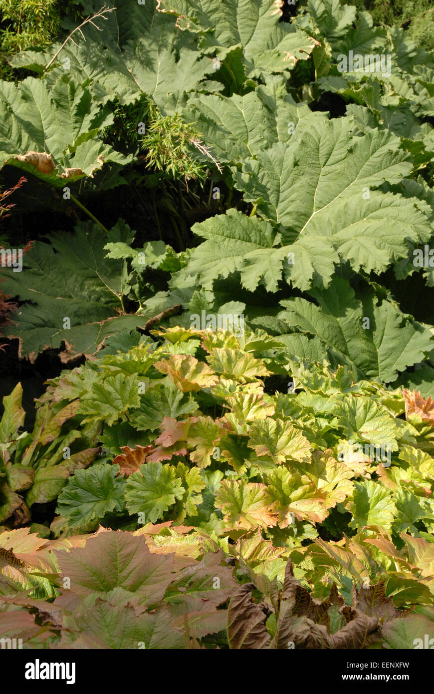 Gunnera giant hi-res stock photography and images - Alamy