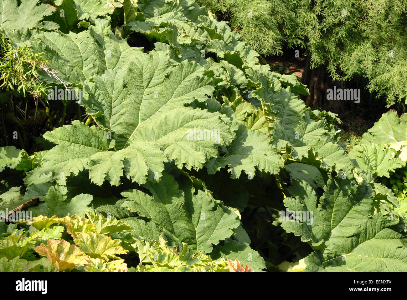 Perrenial garden hi-res stock photography and images - Alamy