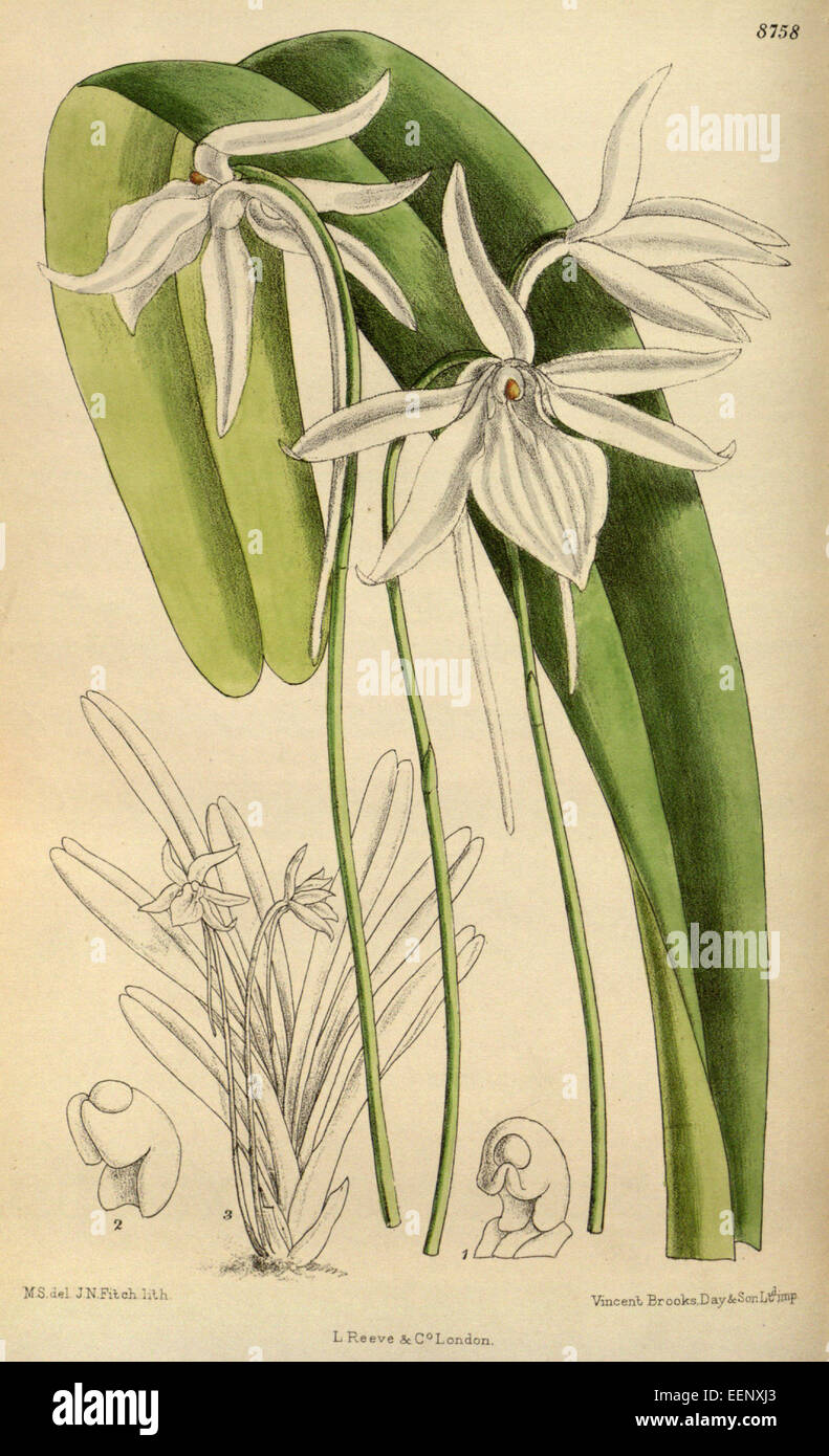 Angraecum gracilipes is a species of orchid known for its slender stems ...