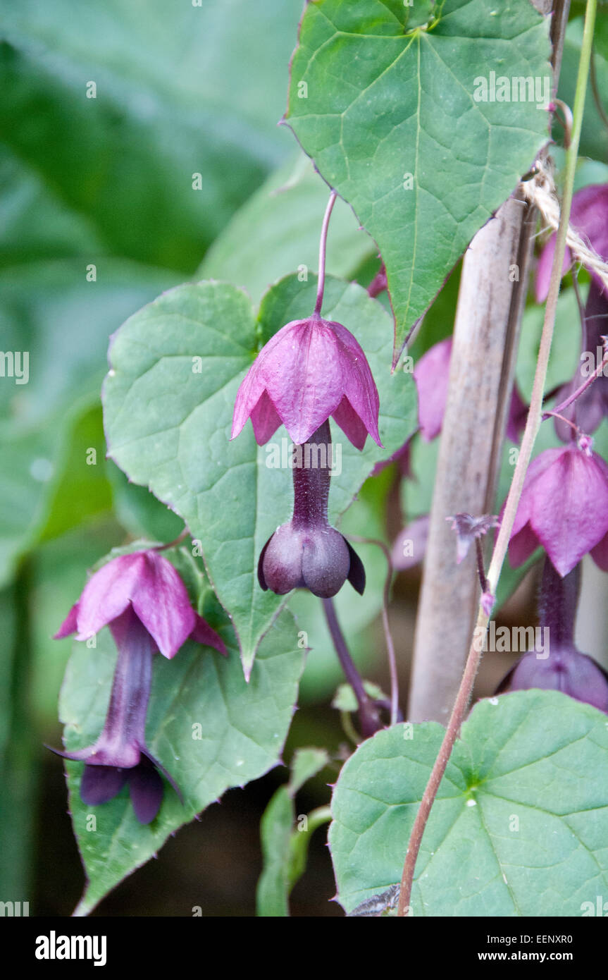 Cobaea scandens flowers Stock Photo - Alamy