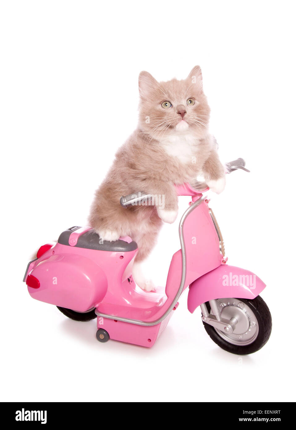 Ragdoll kitten sitting on a pink scooter Stock Photo - Alamy
