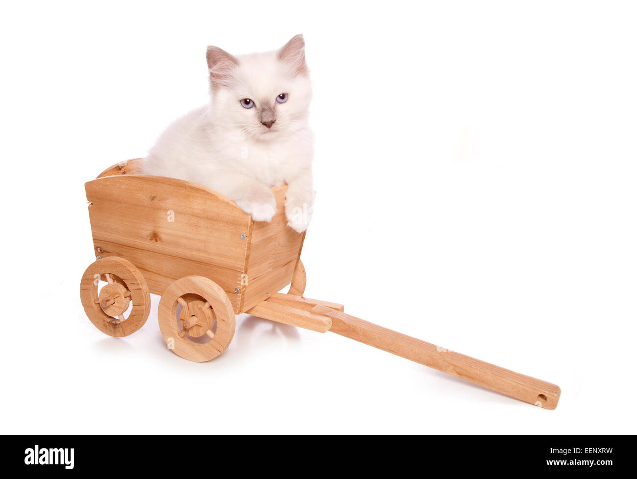 Ragdoll kitten sitting in a wooden cart Stock Photo - Alamy