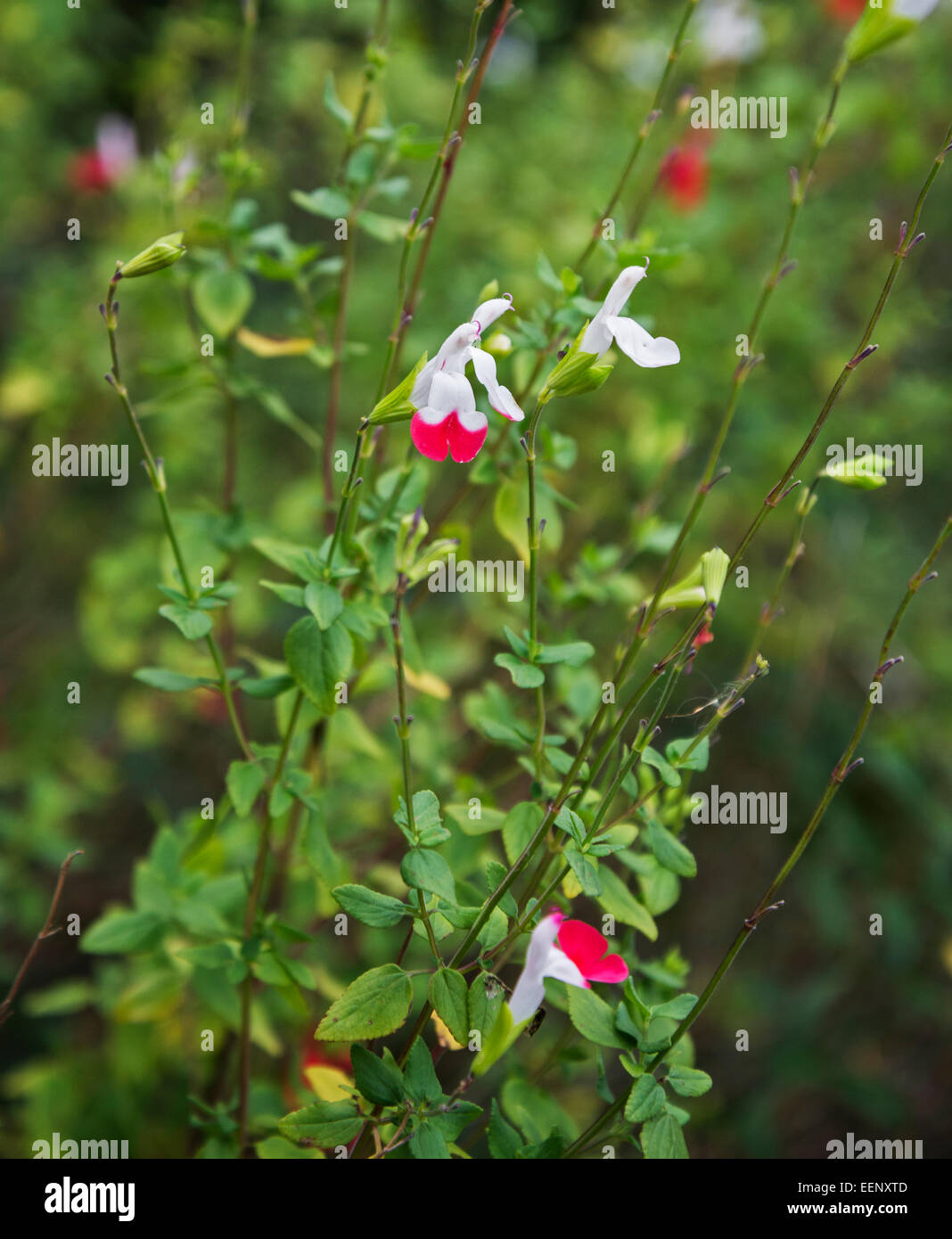 Red and white flower hi-res stock photography and images - Alamy